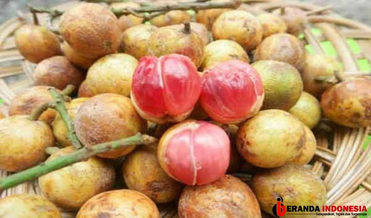 Rambai dari Ibu Menteri - Beranda Indonesia